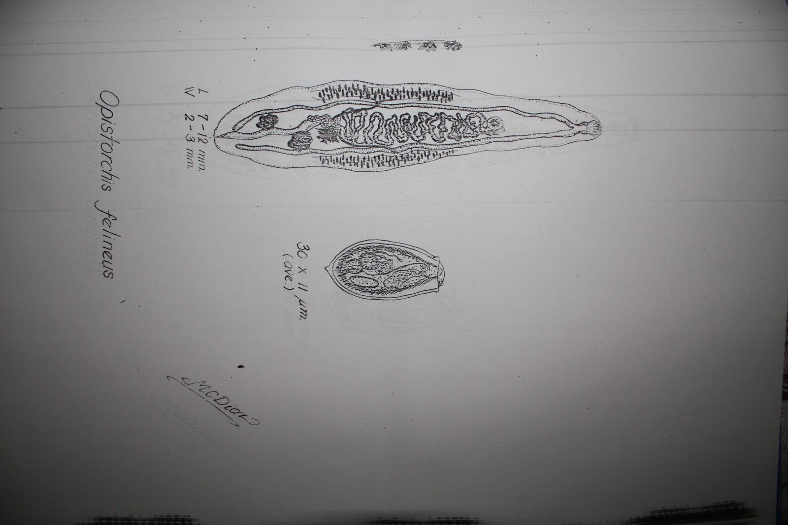 MD Files: Medically Important Parasites [Sketch by Dr. Macario Diaz]
