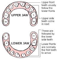 Smiths on the Web: Holly's 18-month checkup