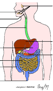 L'appareil digestif et ses annexes