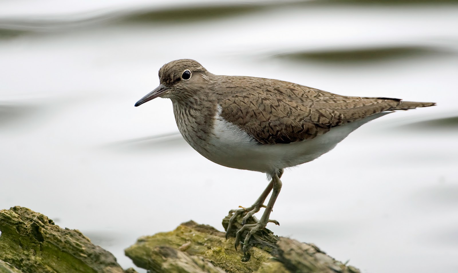 Calder Birder: Common Sandpiper
