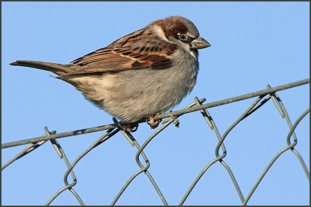 Wouts fotobloG: Spaanse Mus