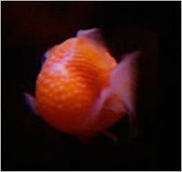 *Stary Diamond*: Ping Pong Fish...