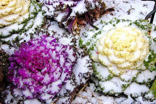 All Flowers Are Beautiful: Snowy Flowers