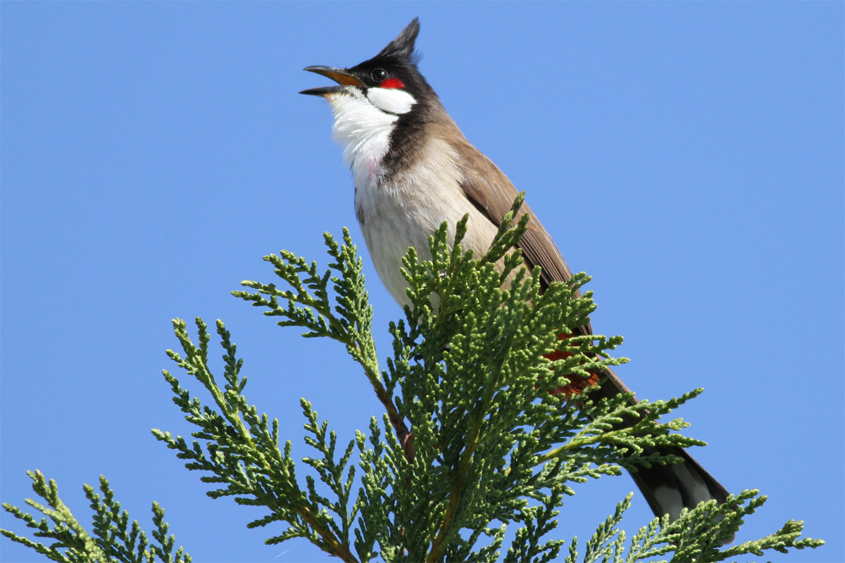 Dartford Warbler: Whiskered and Tailless