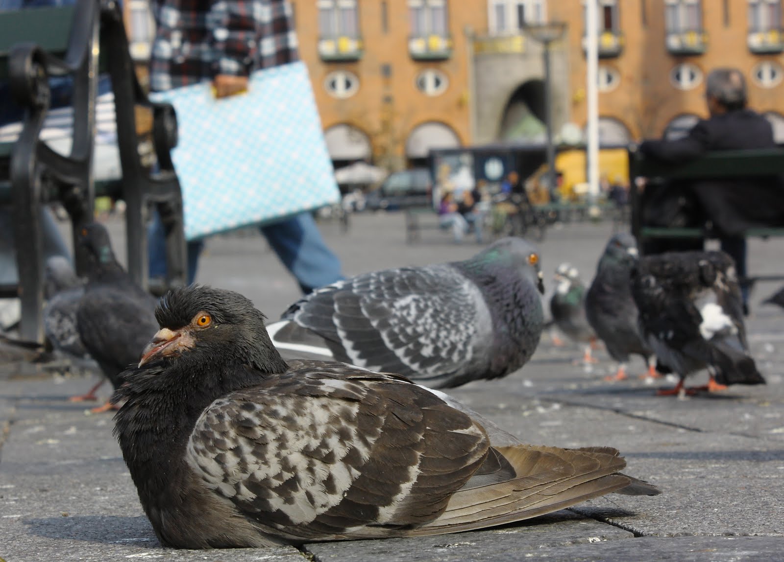 POPKULTURISTEN: Duer