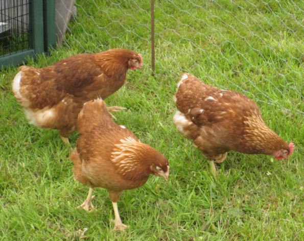 Mini guide to Hen Keeping