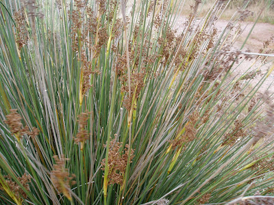 Marjal de Massamagrell-Rafalell-Vistabella: El jonc