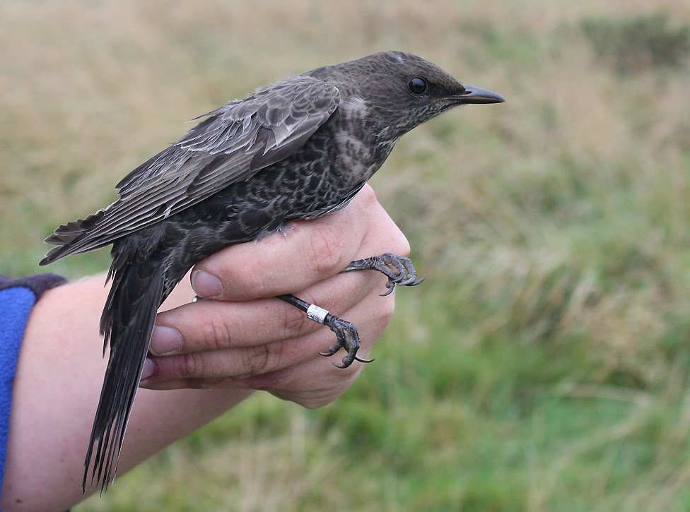 Ring Ouzel in atypical habitat, Morocco | BirdForum