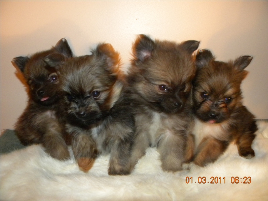 Blessed Country Mama: Pomapoo Puppies for Sale