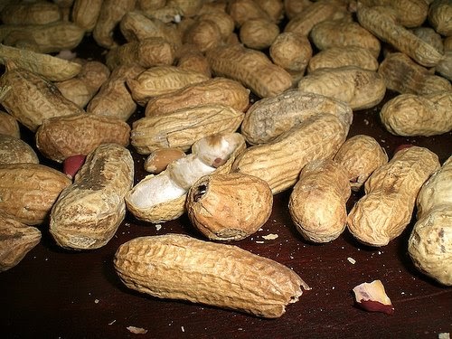 bagigi - dialetticon