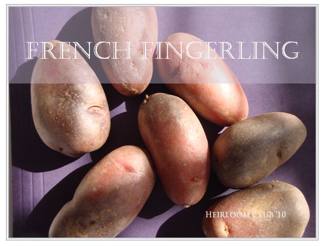 In the Garden: French Fingerling Potato
