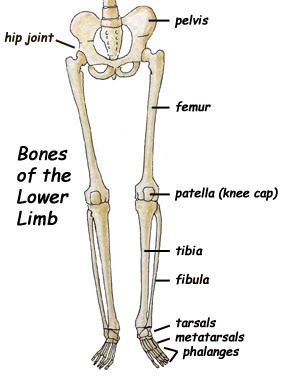 The Bio Reader: Human Bones