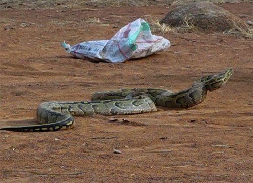 SUKUMA PEOPLE: TANZANIA`S LARGEST TRIBE WITH UNIQUE BUGOBOBOBO (SNAKE ...