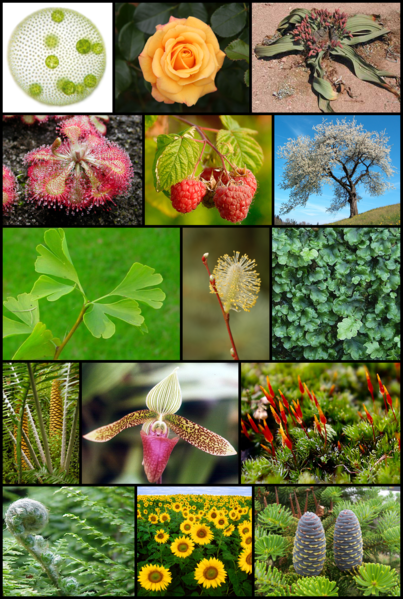 EL MUNDO DE LAS PLANTAS: EL REINO VEGETAL
