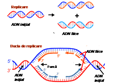 biologie12D: Genetica moleculara