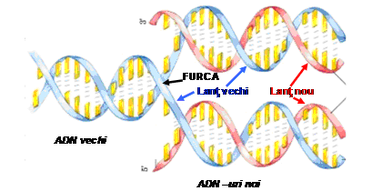biologie12D: Genetica moleculara