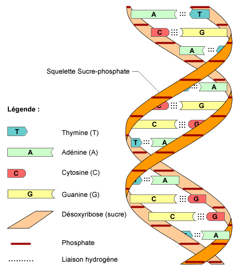 biologie12D: BAZELE GENETICII de Brinzei Alexandra si Zamfir Mihai-Gabriel