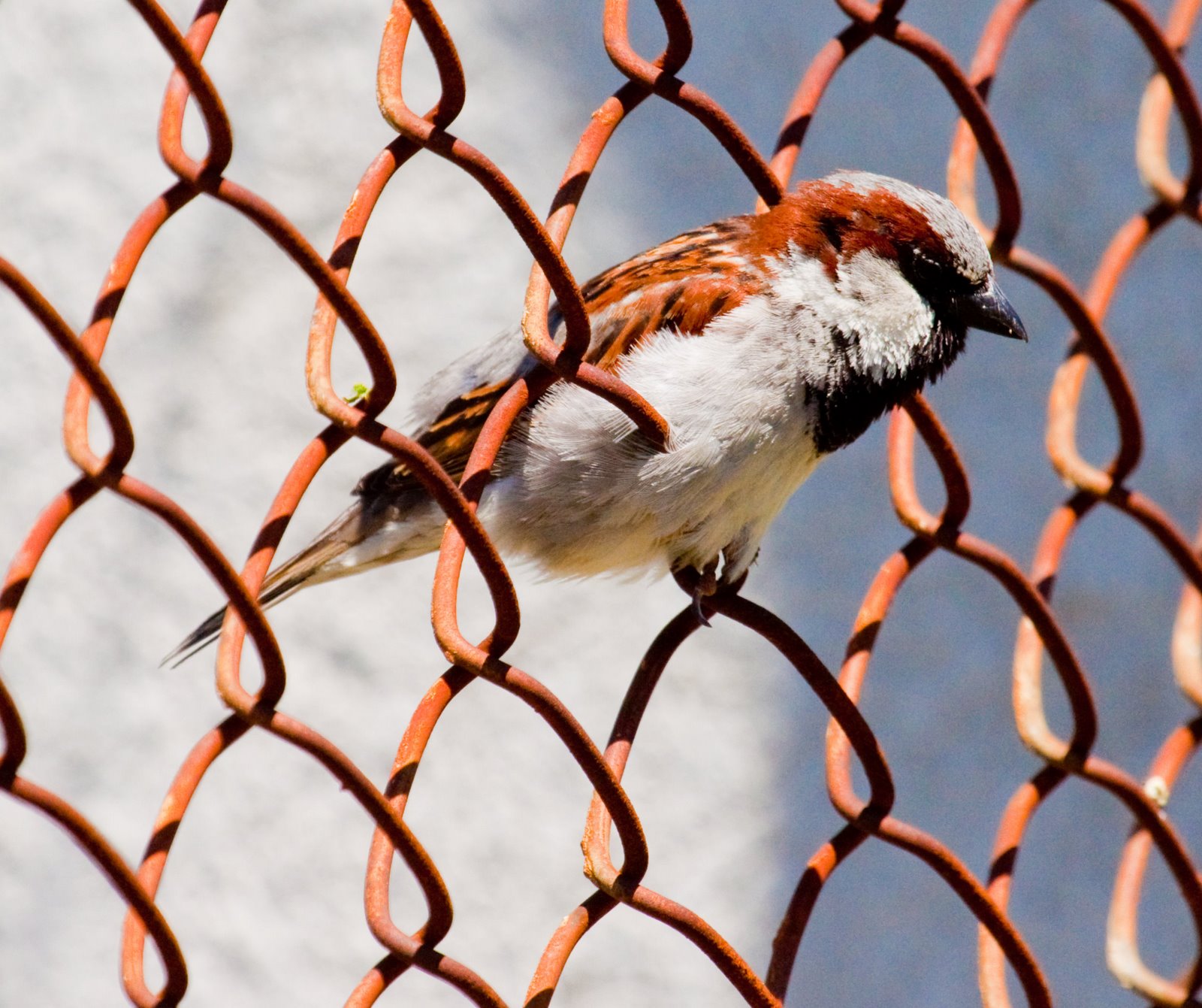 THE BACK STORY -: I Went To Prison - Big Box Birds