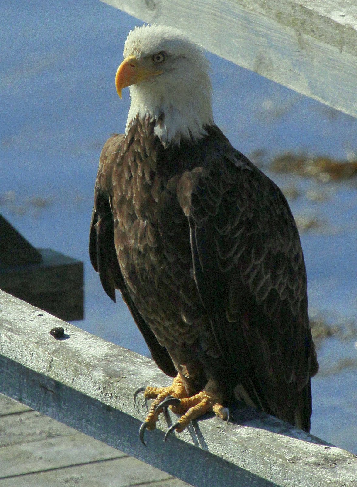 THE BACK STORY -: A Face Only A Mother Could Love - Turkey Vulture ...