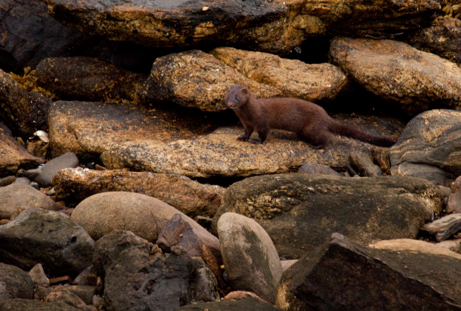 THE BACK STORY -: What'll It Be - Carrion Or Mink? Bald Eagle & Mink