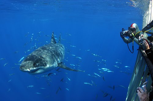 Shark Diver : Shark Diving : Swimming With Sharks: Shark-Human ...