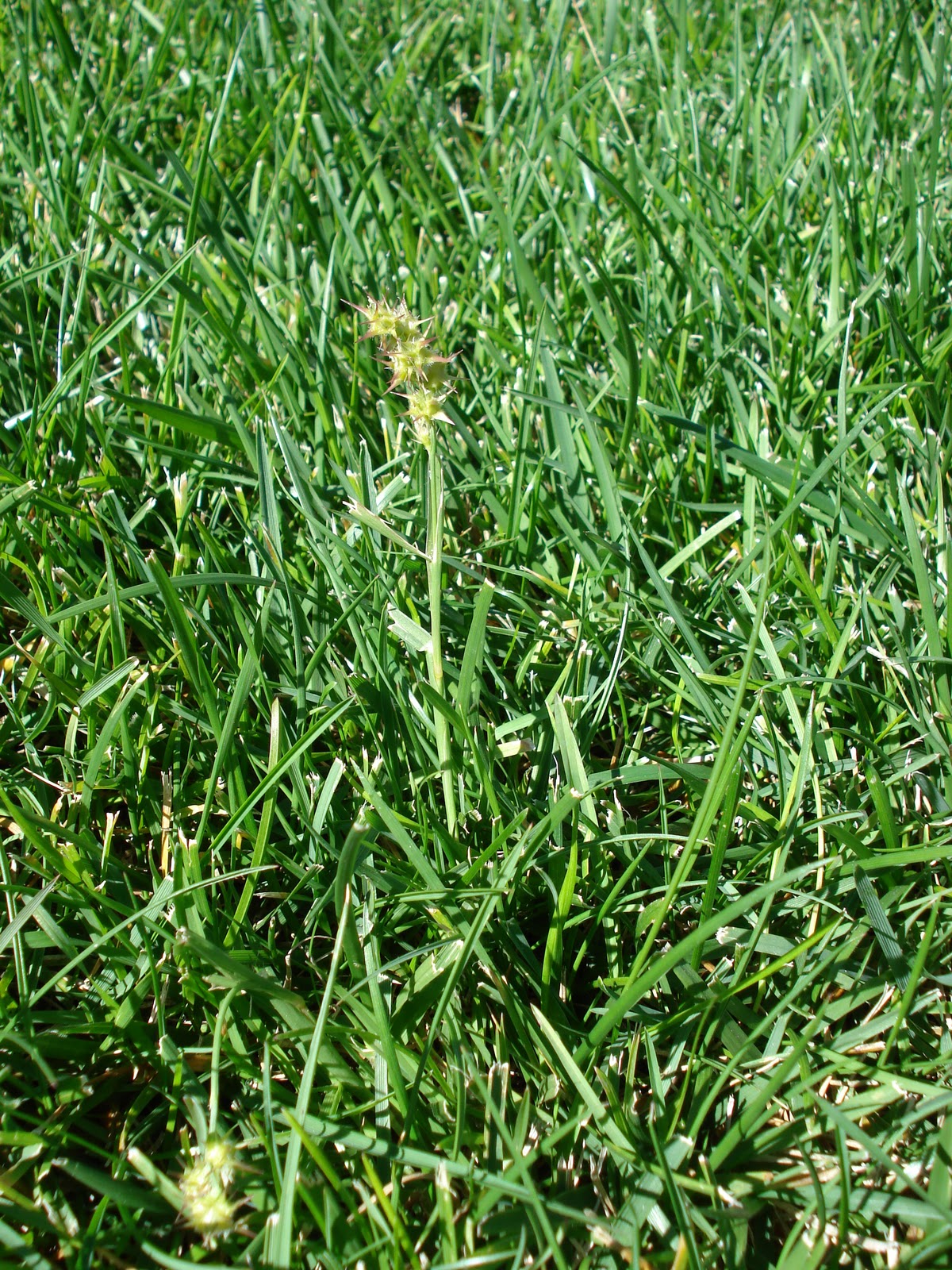 Chestnut Sparrow: Evil Weeds