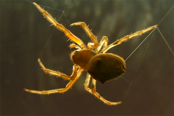 Focus on Nature: 01/01/2011 - 02/01/2011