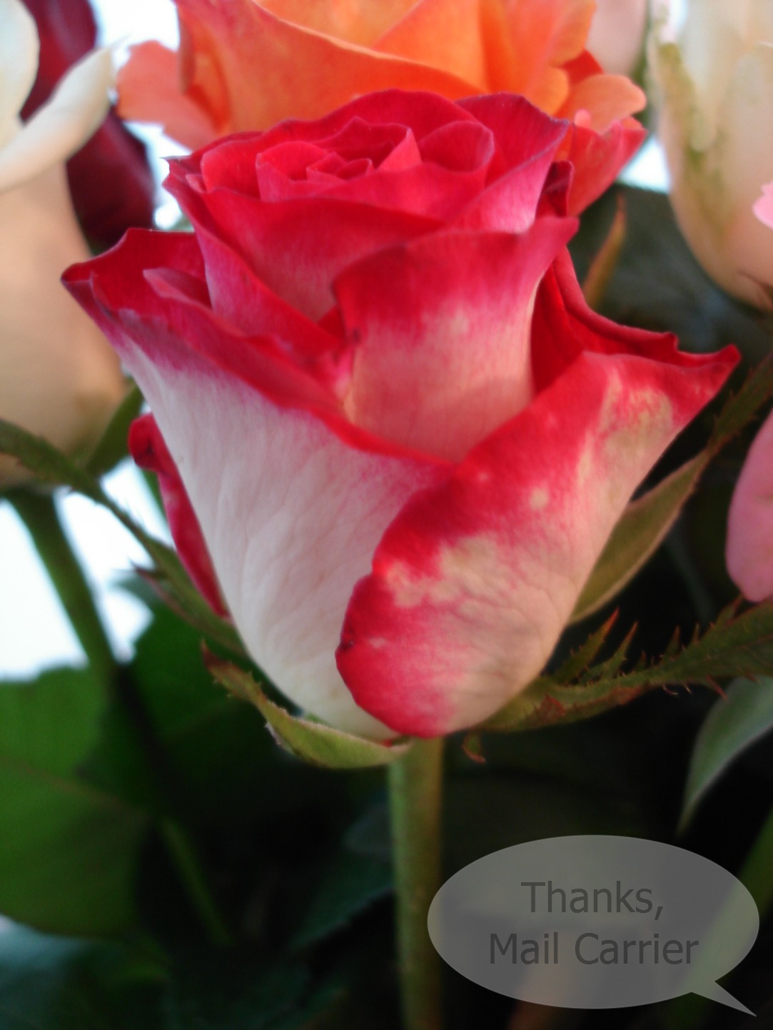 Thanks, Mail Carrier | California Blooms {Review} The Freshest Boutique ...