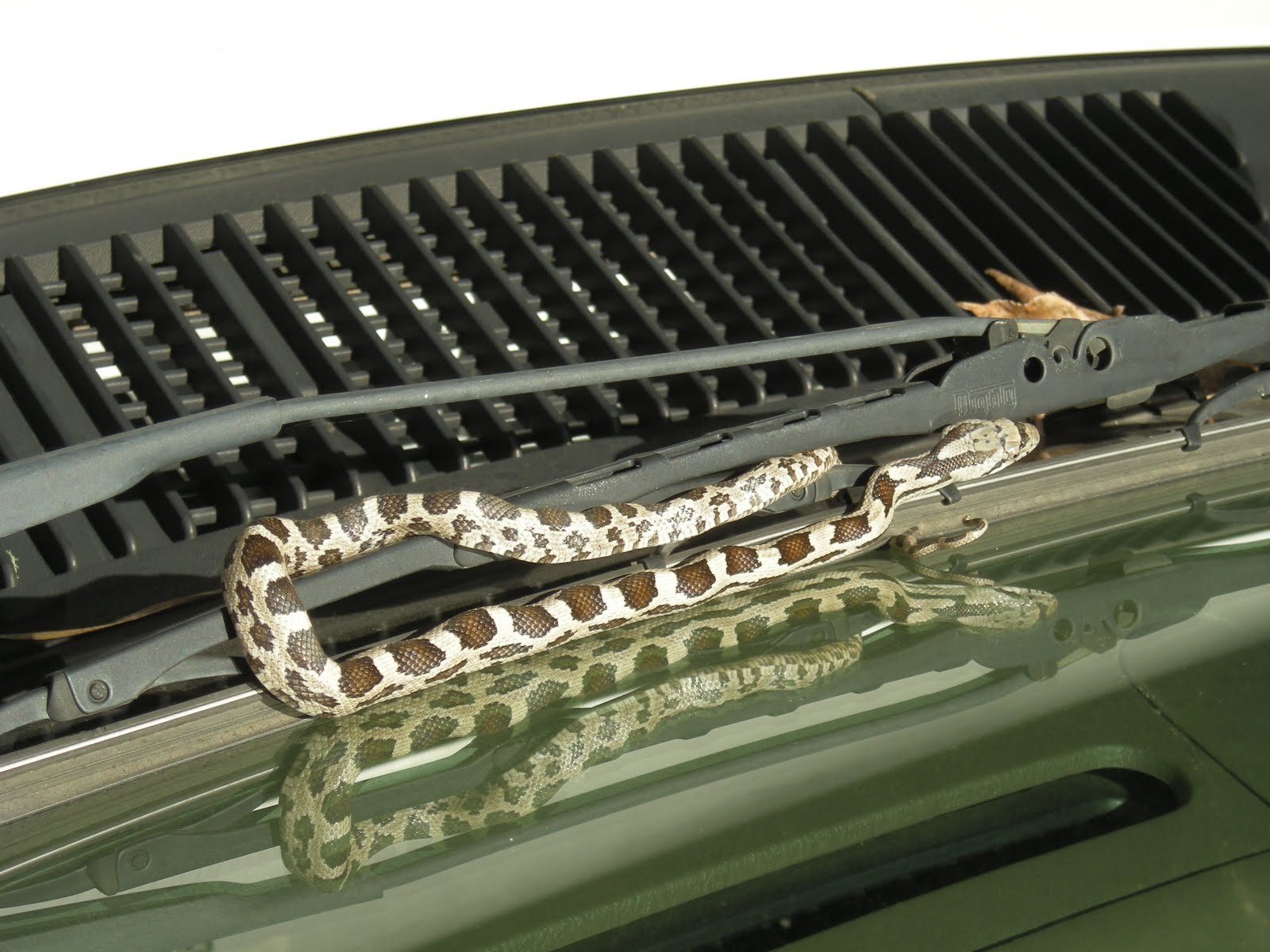 A Walk In The Woods: Raining Snakes!!! Huh???