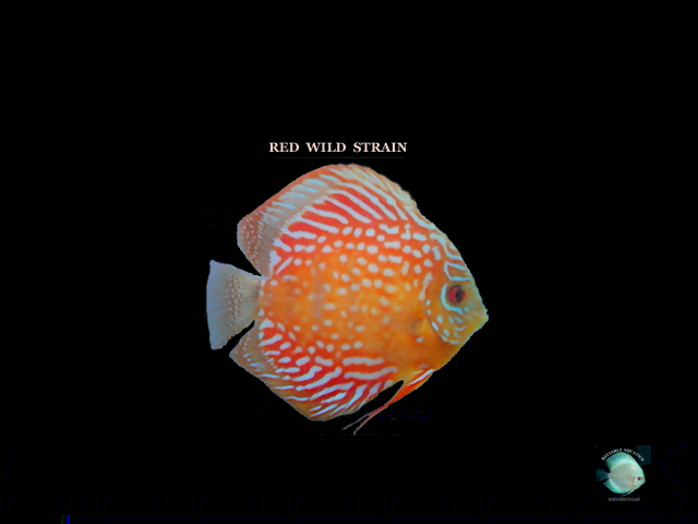 ALL DISCUS STRAINS: Natural/ Wild Species