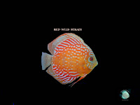 ALL DISCUS STRAINS: Natural/ Wild Species