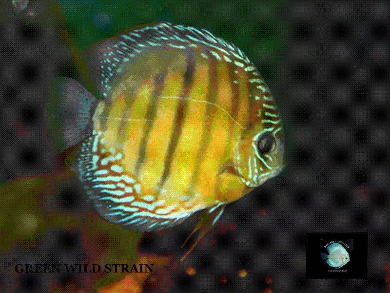 ALL DISCUS STRAINS: Natural/ Wild Species
