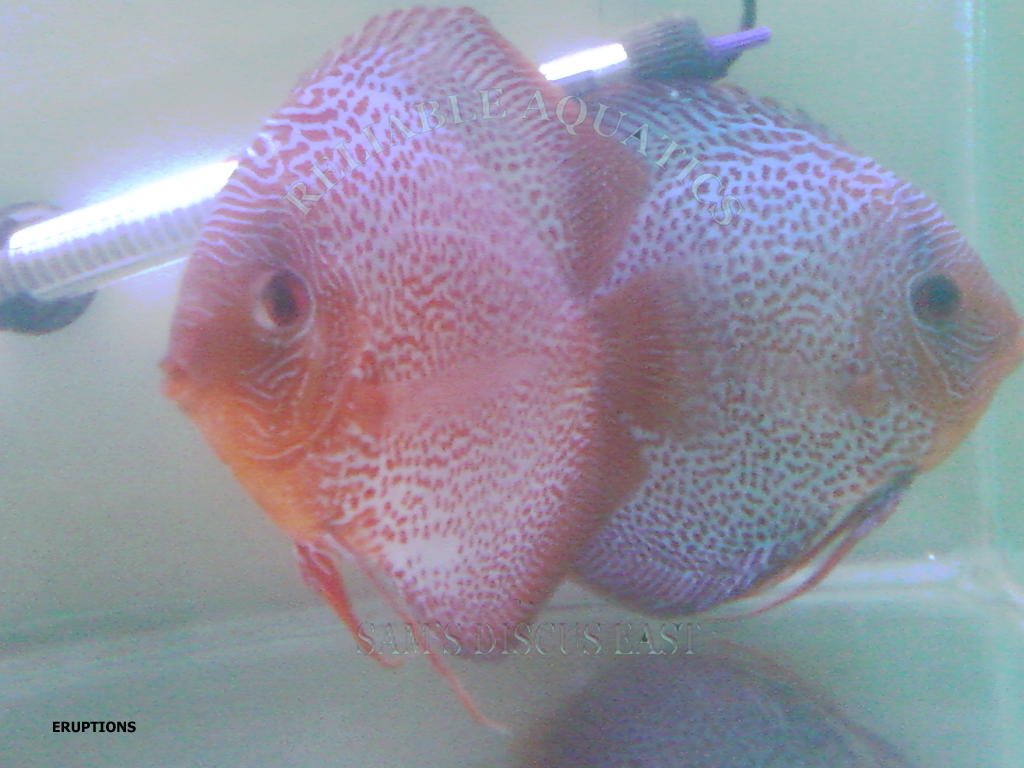 BREEDING PAIRS: OUR DISCUS BREEDING PAIRS