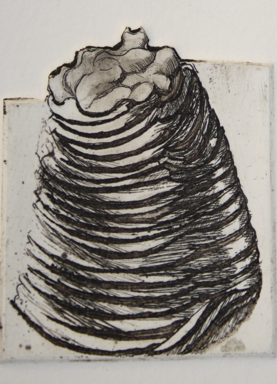 Sue Brown Printmaker: A RUMMAGE THROUGH MY DRAWERS!