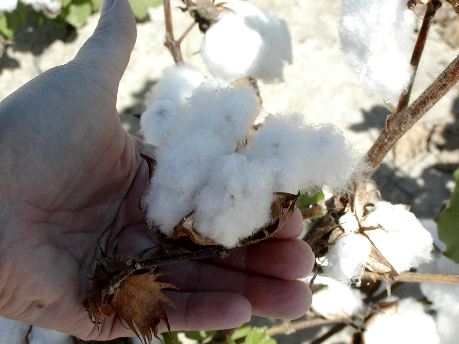 Lagniappe-A Little Something Extra: DISCOVER LOUISIANA - COTTON