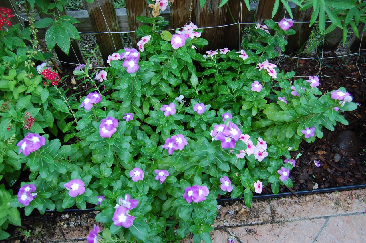 Jeannie's Fairy Rose Louisiana Garden: Pretty Periwinkles