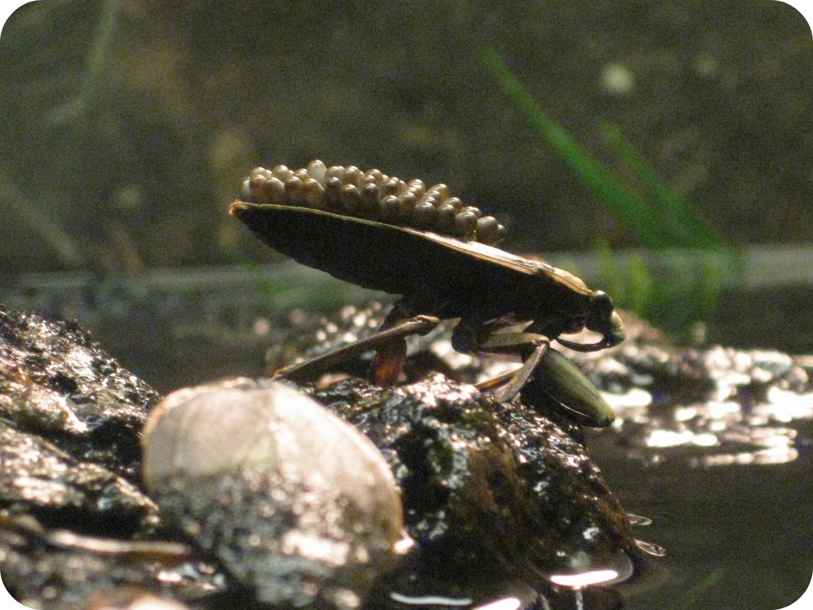 four-eyes rella: 2011-02-06