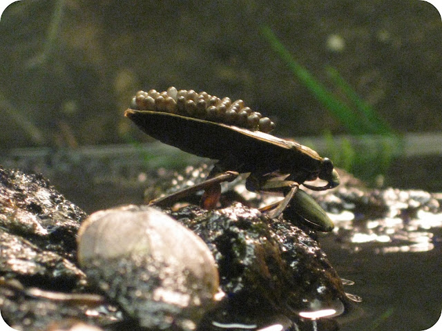 four-eyes rella: Final Seattle Post (maybe) - The Zoo!