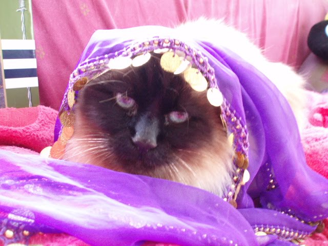 paper bag & string: Find Out if Your Cat Has Psychic Abilities: Take ...