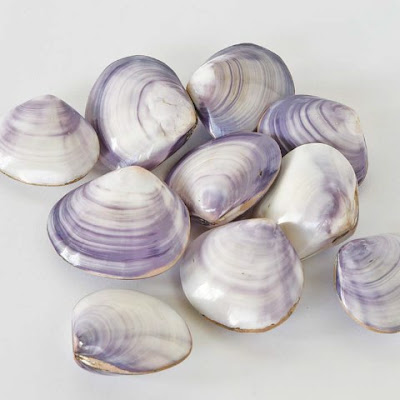 Northern Light: Shells