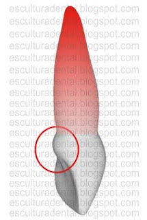 DETALLES ANATOMICOS DE LOS DIENTES - Mind42