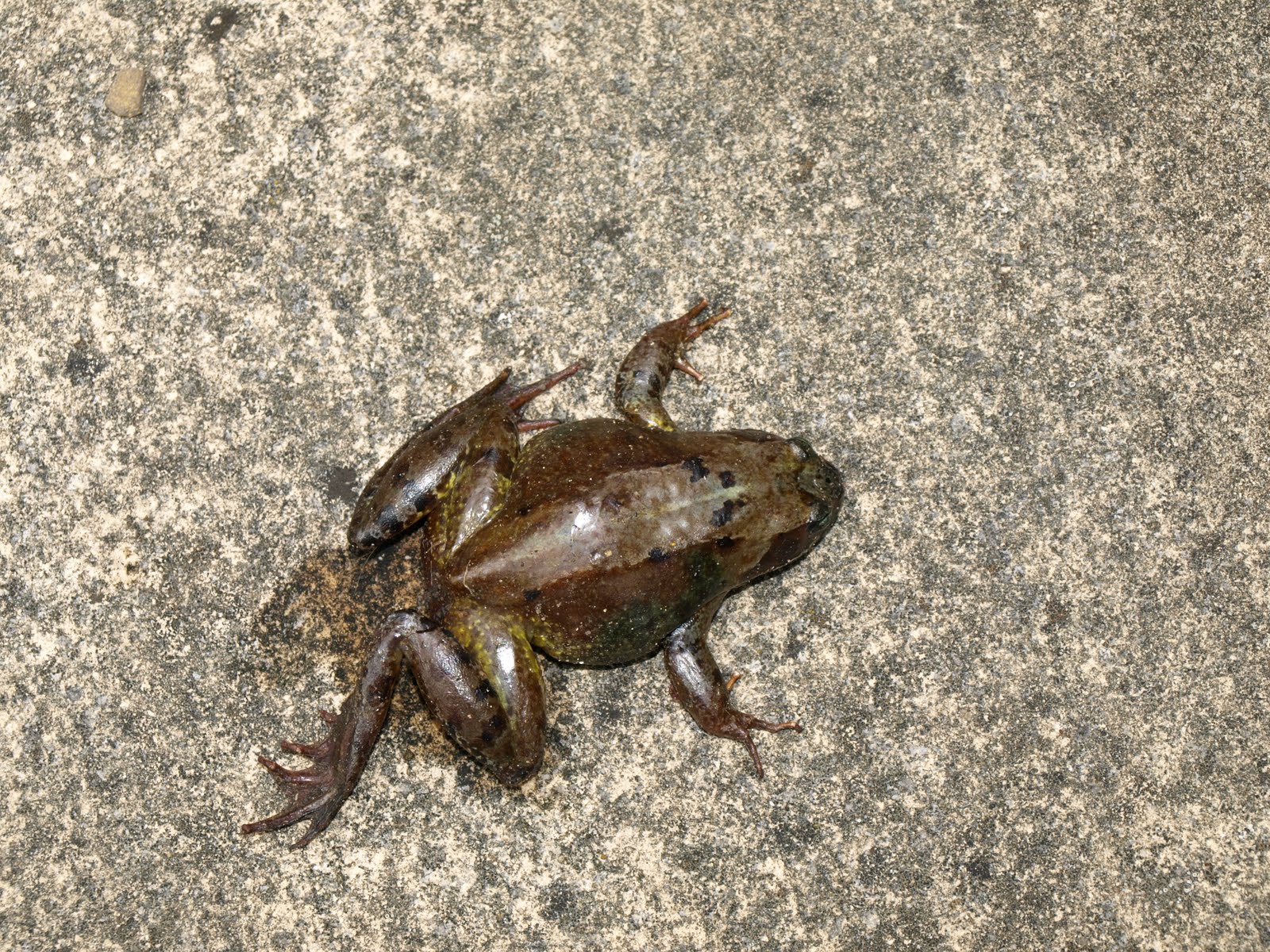 Calderdale Wildlife: Dead Frogs