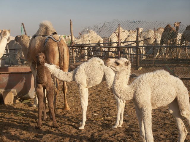 Life in Kuwait Blog: Camel Farms