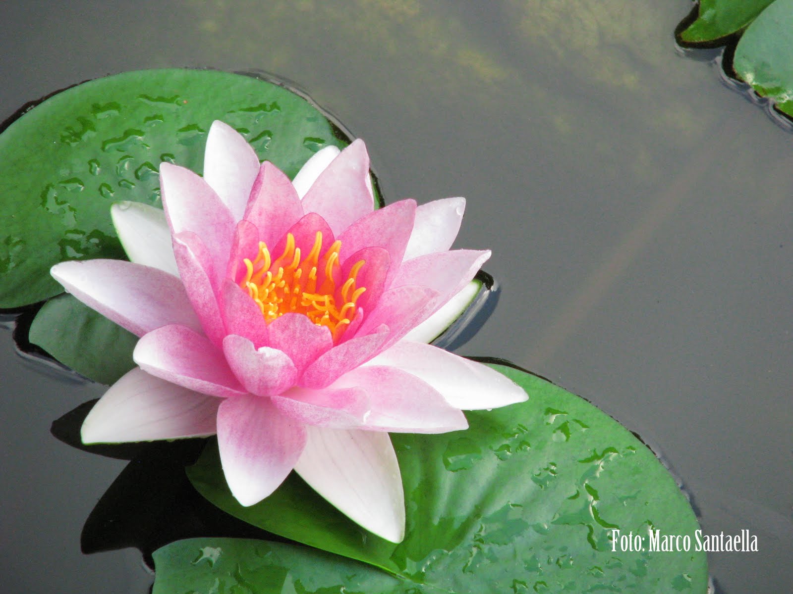 MasantarPhoto: Flor de Loto