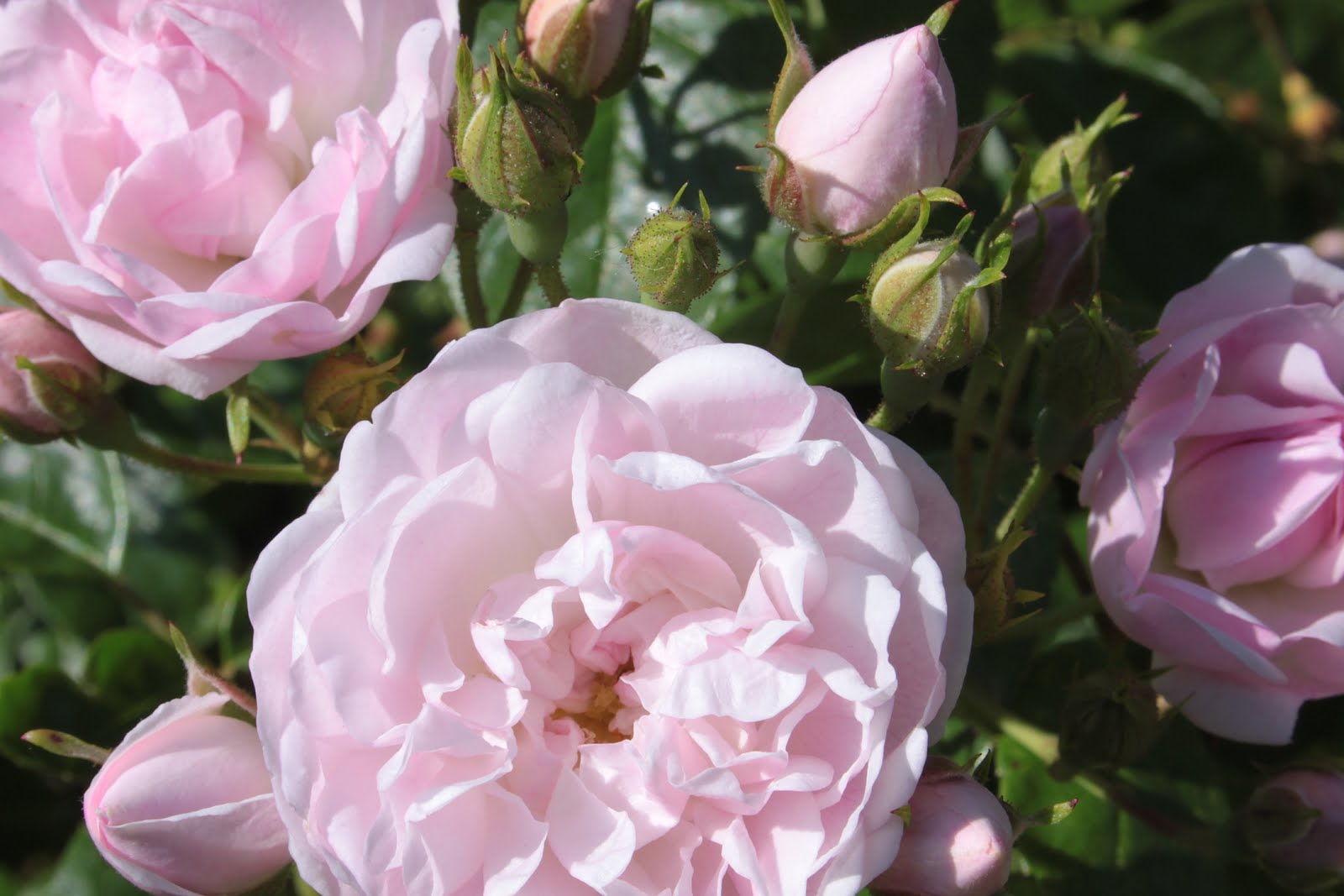 Vintage Home: Roses, Roses, Roses!