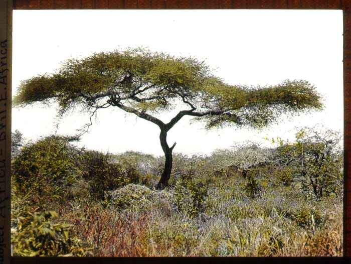 God Made, Home Grown: A Name, A Legacy -- Naming Acacia Lily