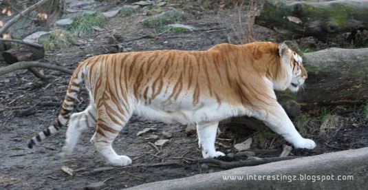 Indo-Chinese and Malayan tigers