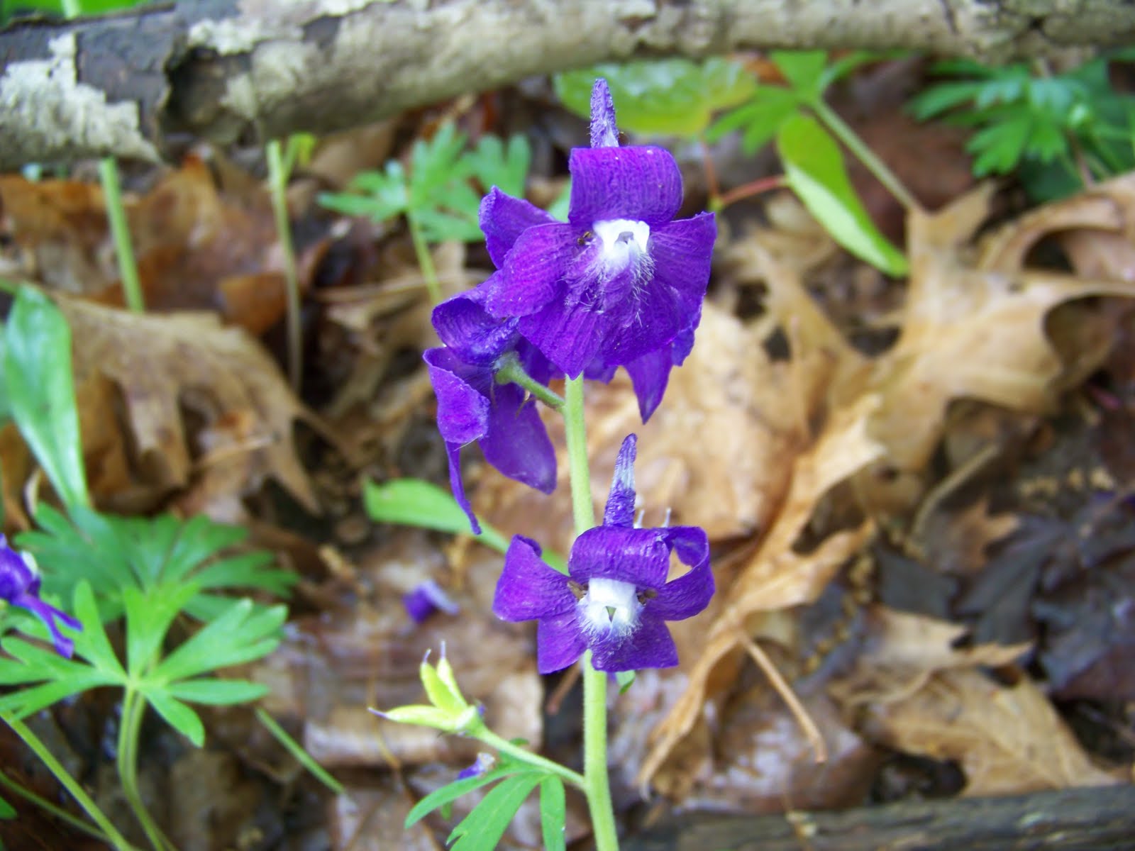 Midwest Native Plants, Gardens, and Wildlife: Spring Wildflowers-Dwarf ...