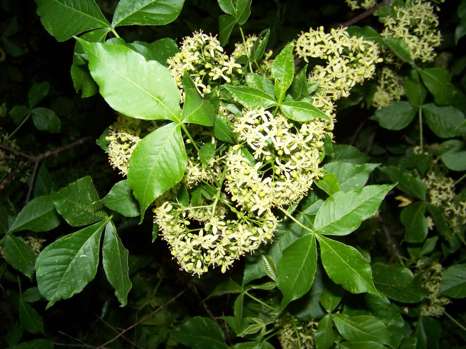 Indy Parks Nature Blog: Wafer Ash