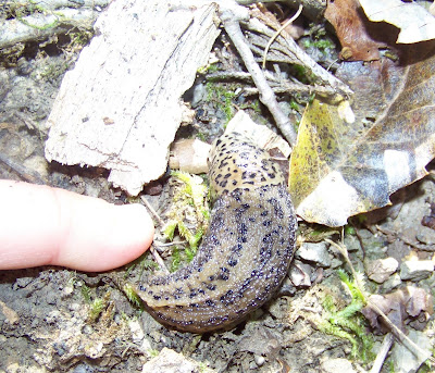 Indy Parks Nature Blog: Some Smug Slug